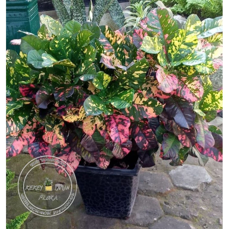 Jual Tanaman Hias Puring Oscar - Puring Oscar - Pohon Puring Oscar ...