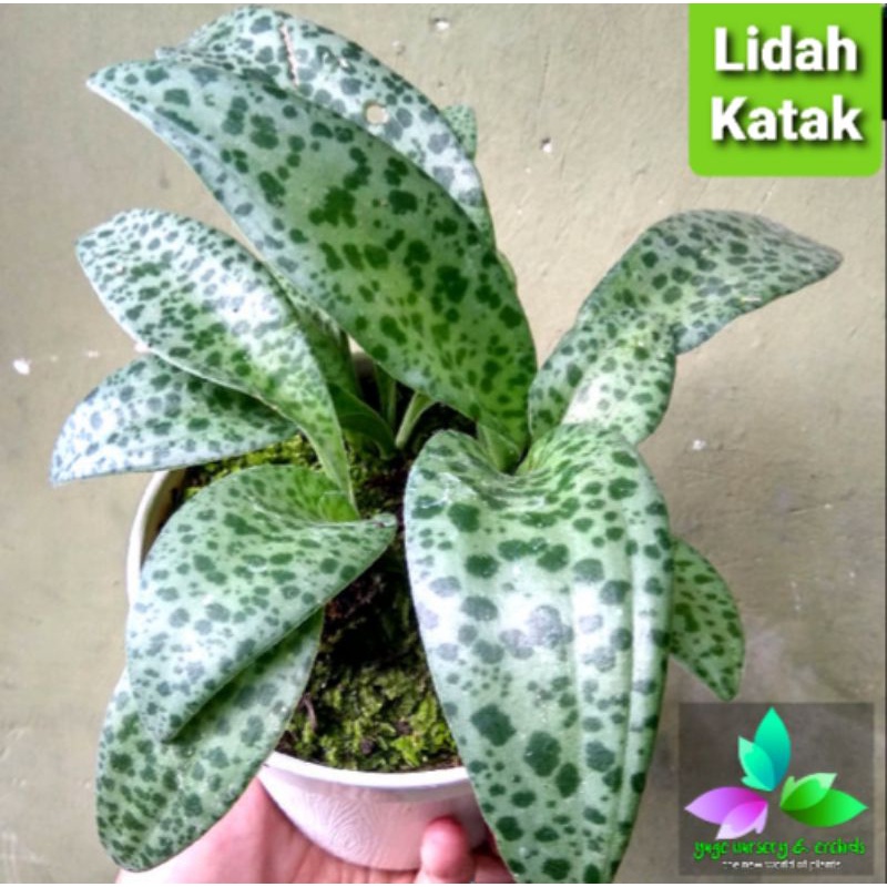 Jual Tanaman Hias Lidah Katak | Shopee Indonesia
