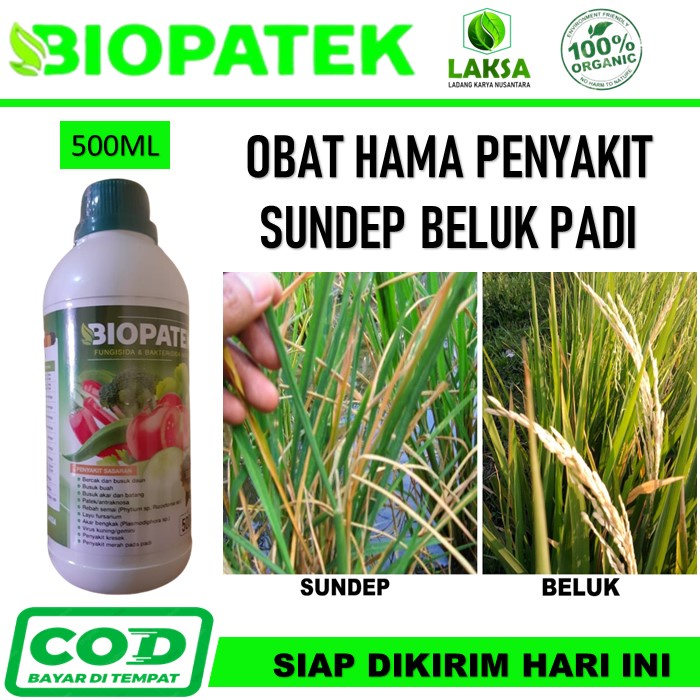 Jual PROMO Biopatek Obat Padi Sundep / Beluk Paling Ampuh - Obat Biopatek Atasi Penyakit Sundep ...
