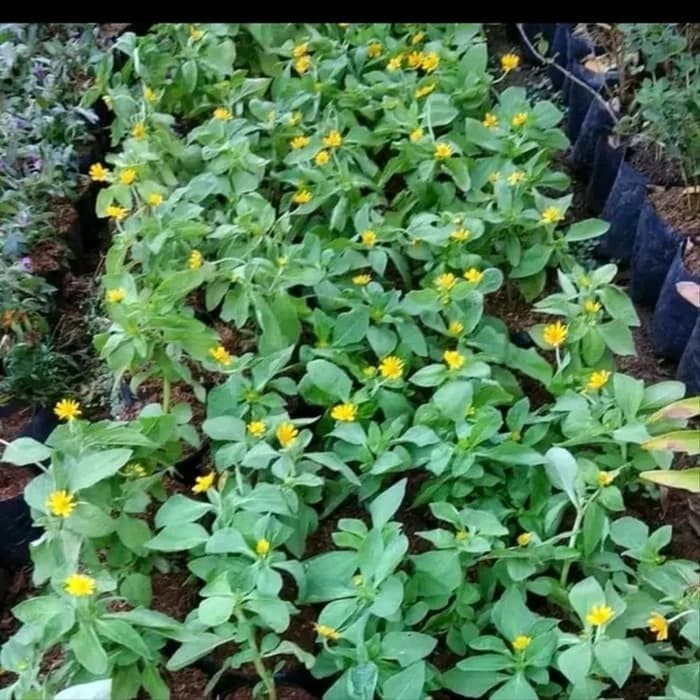 Jual Tanaman hias bunga matahari mini bunga daisy | Shopee Indonesia
