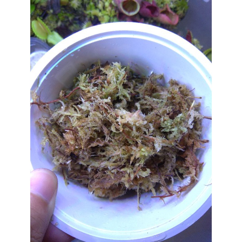 Jual Spaghnum Moss Sphagnum Moss Media Tanam Tanaman Karnivora ...