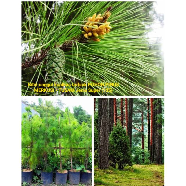 Jual Bibit tanan pohon PINUS MERKUSI TUSAM Jenis super cepat tumbuh ...
