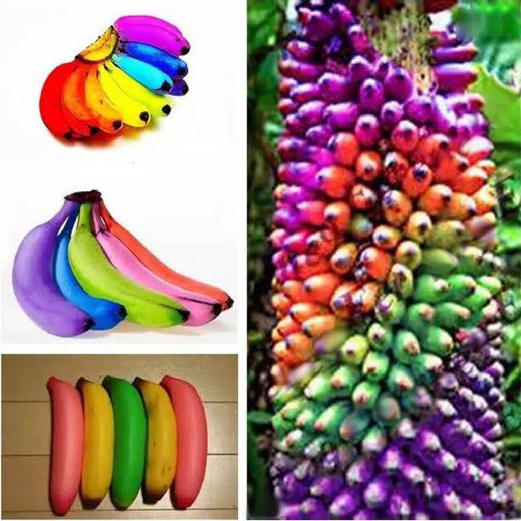 Jual Bibit Benih Biji Buah Pisang Rainbow / Pisang Pelangi - Biji Pohon ...