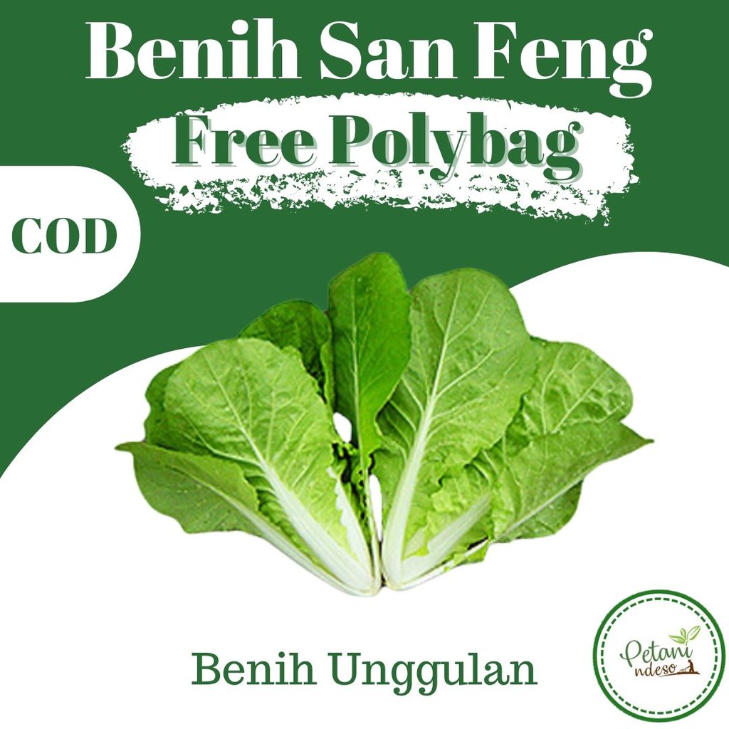 Jual 50+ Benih Biji Bibit Sayur Sayuran Sawi San Sang Feng Sam Hong Pai ...