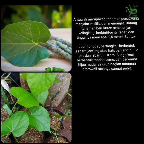 Jual Bibit Tanaman Daun Brotowali Antawali Pohon Obat Herbal | Shopee ...