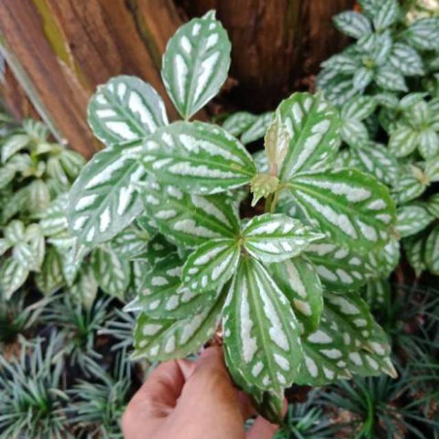 Jual Pilea Cadierei Tanaman bunga Mutiara Tanaman Hias Mutiara ...