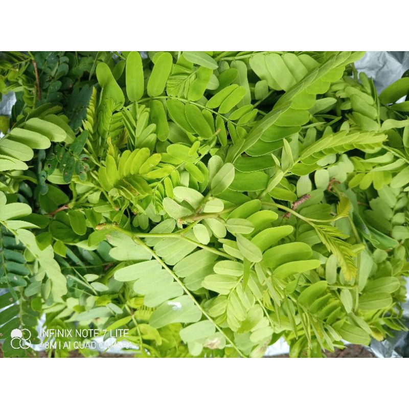 Jual daun asam Jawa / sinom segar 500g | Shopee Indonesia
