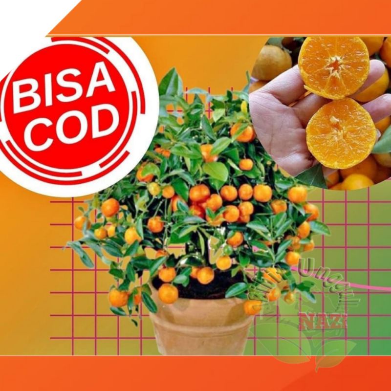 Jual Bibit jeruk Santang Madu Tanaman siap BERBUAH dalam pot (TABULAMPOT) | Shopee Indonesia