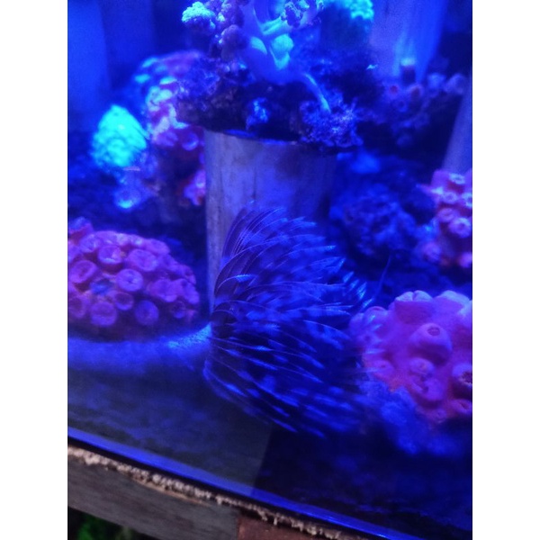 Jual cacing kelapa | Shopee Indonesia