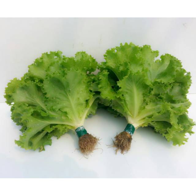 Jual SELADA IKAT SEGAR 200 - 250 GR | Shopee Indonesia