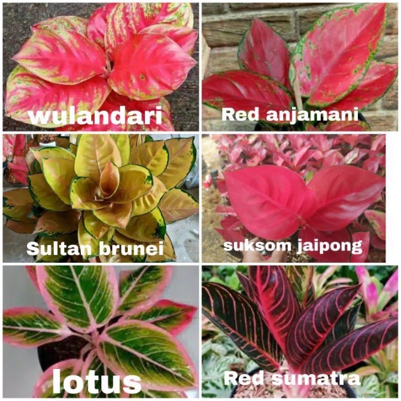 Jual PROMO!! paket 6 bibit Tanaman hias aglonema, wulandari, red ...