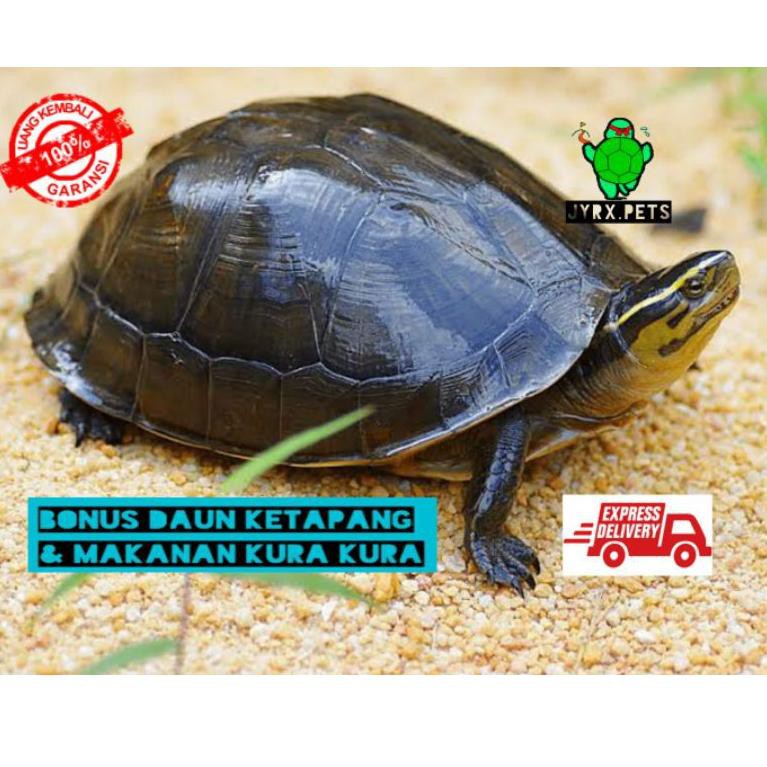 Jual hiasan kolam kura kura ambon JUMBO size 23 cm up | free pelet n ...