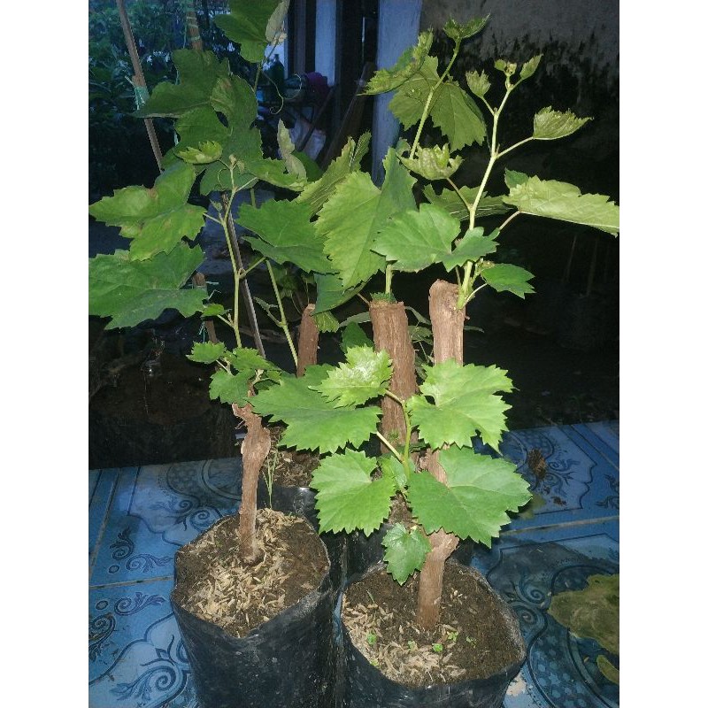 Jual anggur jenis isabella | Shopee Indonesia