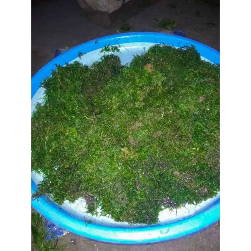 Jual java moss full air | Shopee Indonesia