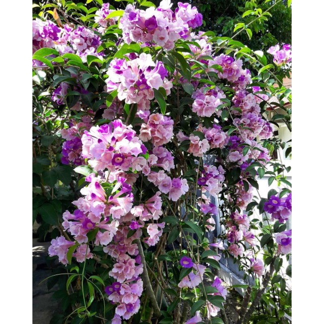 Jual Bibit bunga Garlic Vine Ungu | Shopee Indonesia