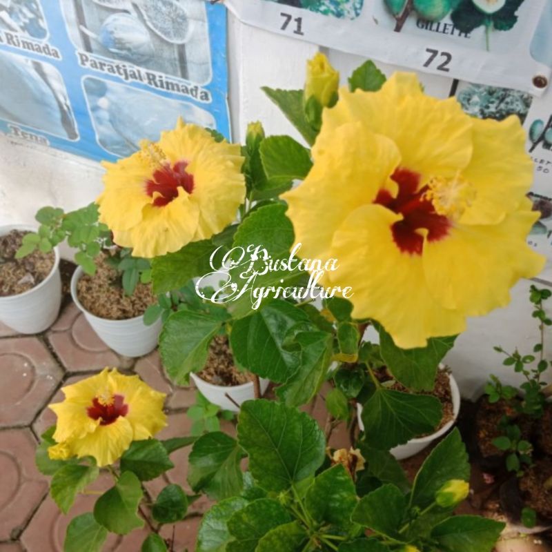 Jual Bibit bunga sepatu jumbo kuning banana rajin berbunga | Shopee ...