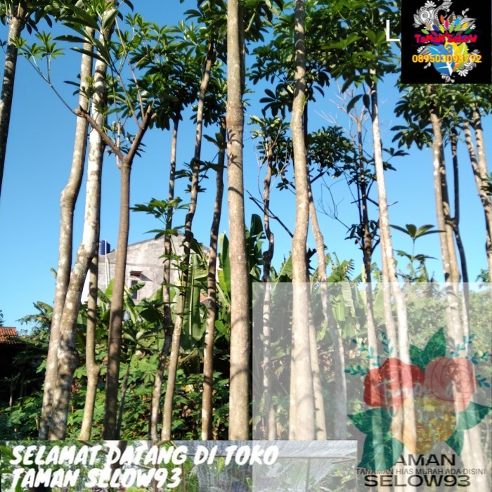 Jual Tanaman hias. Pohon pule tinggi 5 meter. Diameter 10 cm. | Shopee ...
