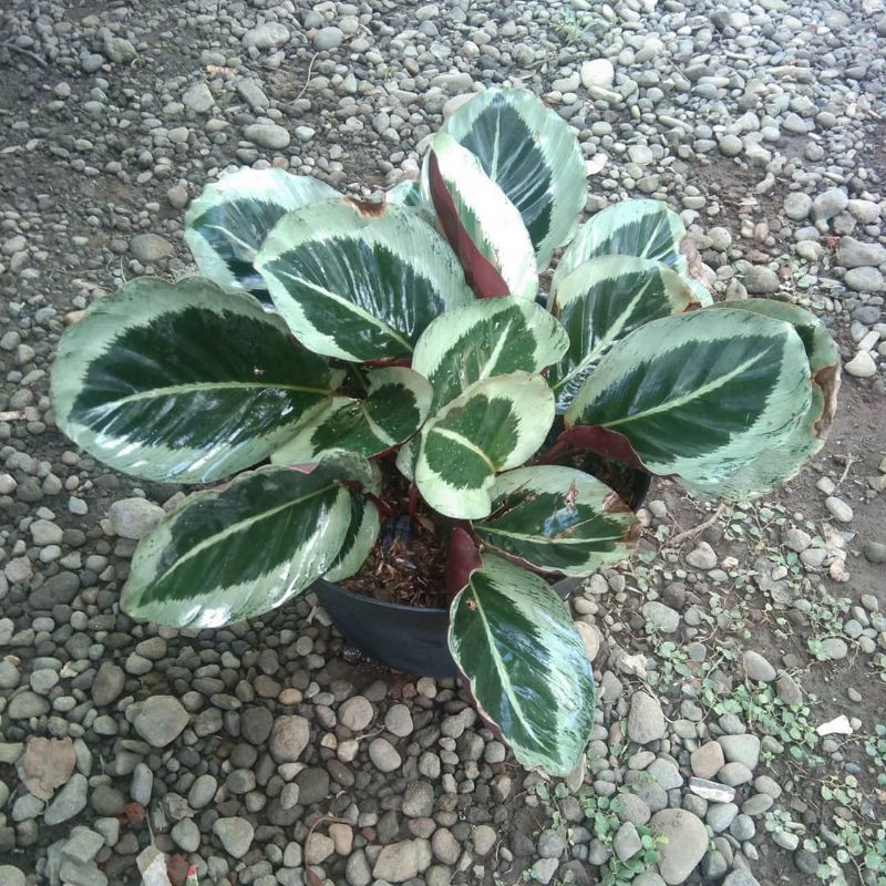 Jual Calathea Cynthia | Shopee Indonesia