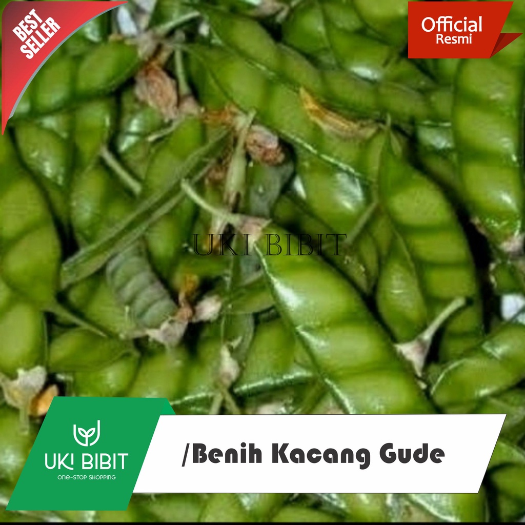 Jual ( 100 Gram ) Benih Biji Kacang Gude | Kacang Arhar | Pigeon Pea ...