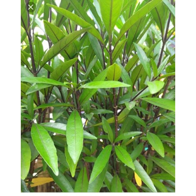 Jual DAUN GANDARUSA SEGAR GANDARUSA 300gr | Shopee Indonesia