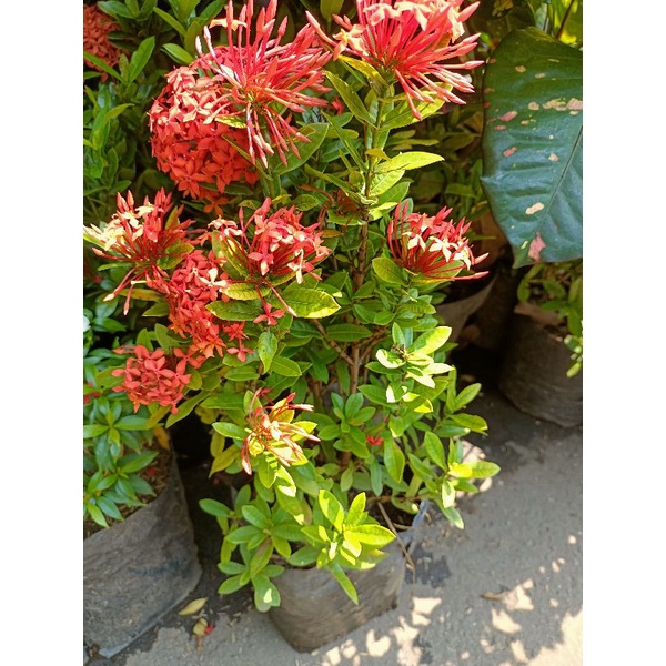 Jual Soka singapur Merah / Tanaman Hias | Shopee Indonesia