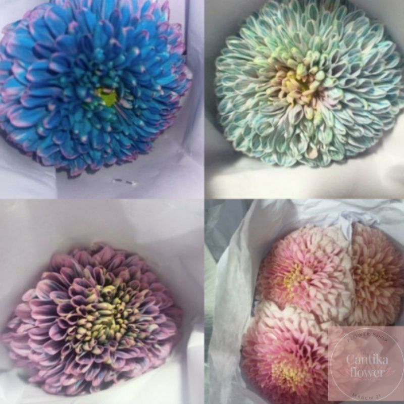 Jual bunga gompie asli fresh cantik per 10 tangkai | Shopee Indonesia