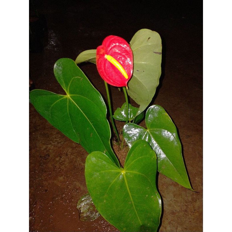 Jual Tanaman Hias Anthurium Antirin bunga merah dan putih | Shopee ...