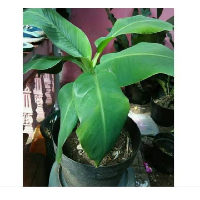 Jual BIBIT BUAH PISANG BRAZIL/BIBIT BUAH PISANG IMPORT (Pisang Mini ...
