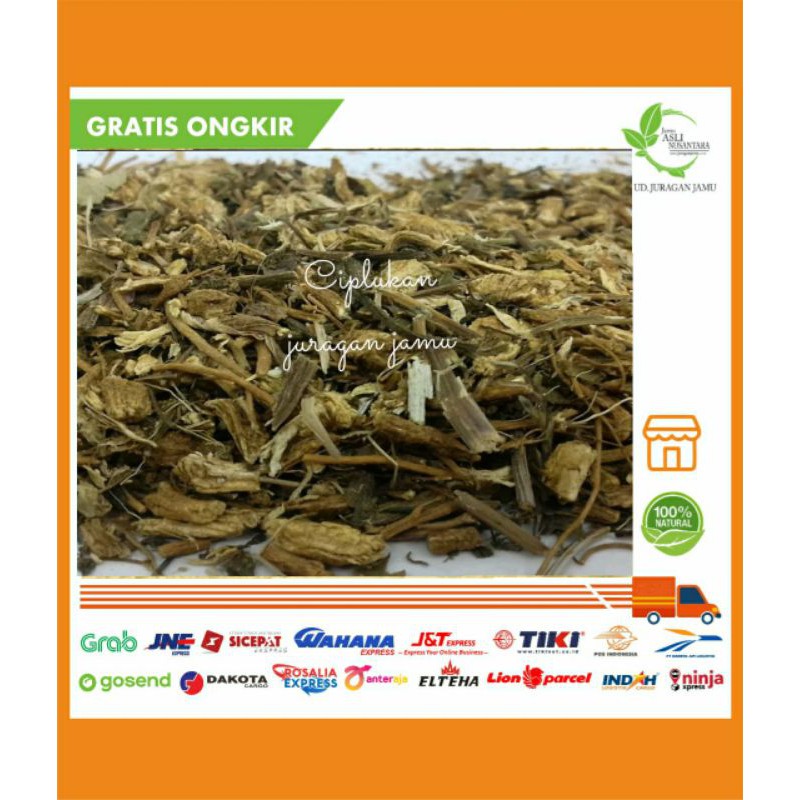 Jual Ciplukan Daun buah kering ceplukan / cecendet / cecenet | Shopee ...