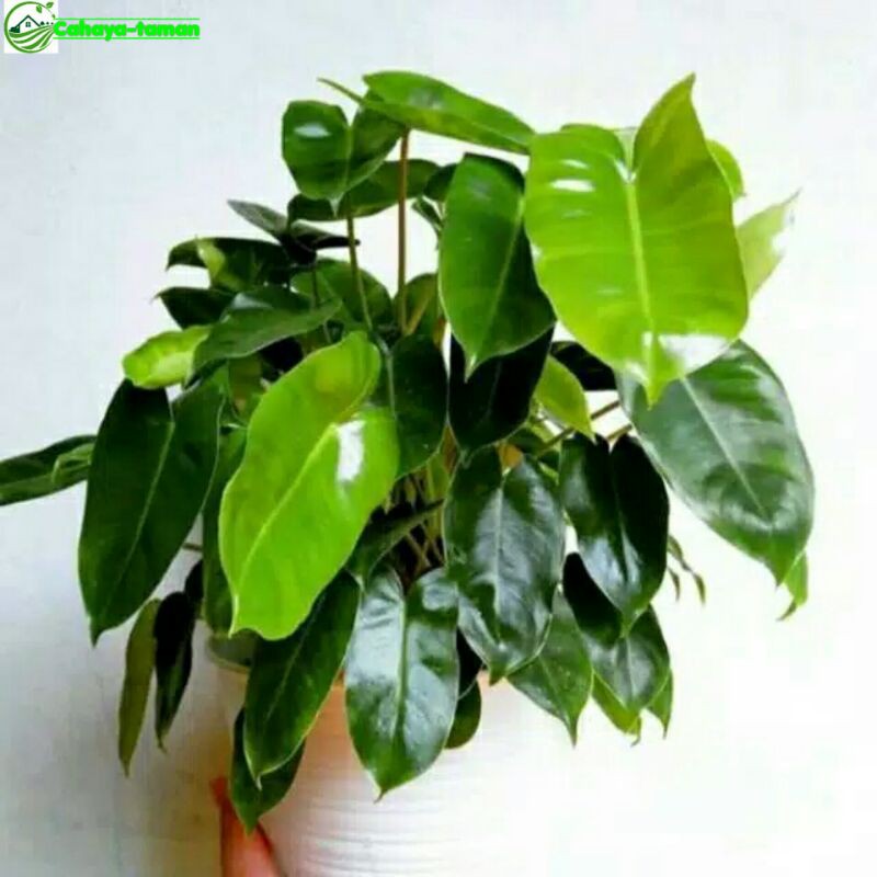 Jual Philodendron burle marx - philodendron brekele - burle marx ...