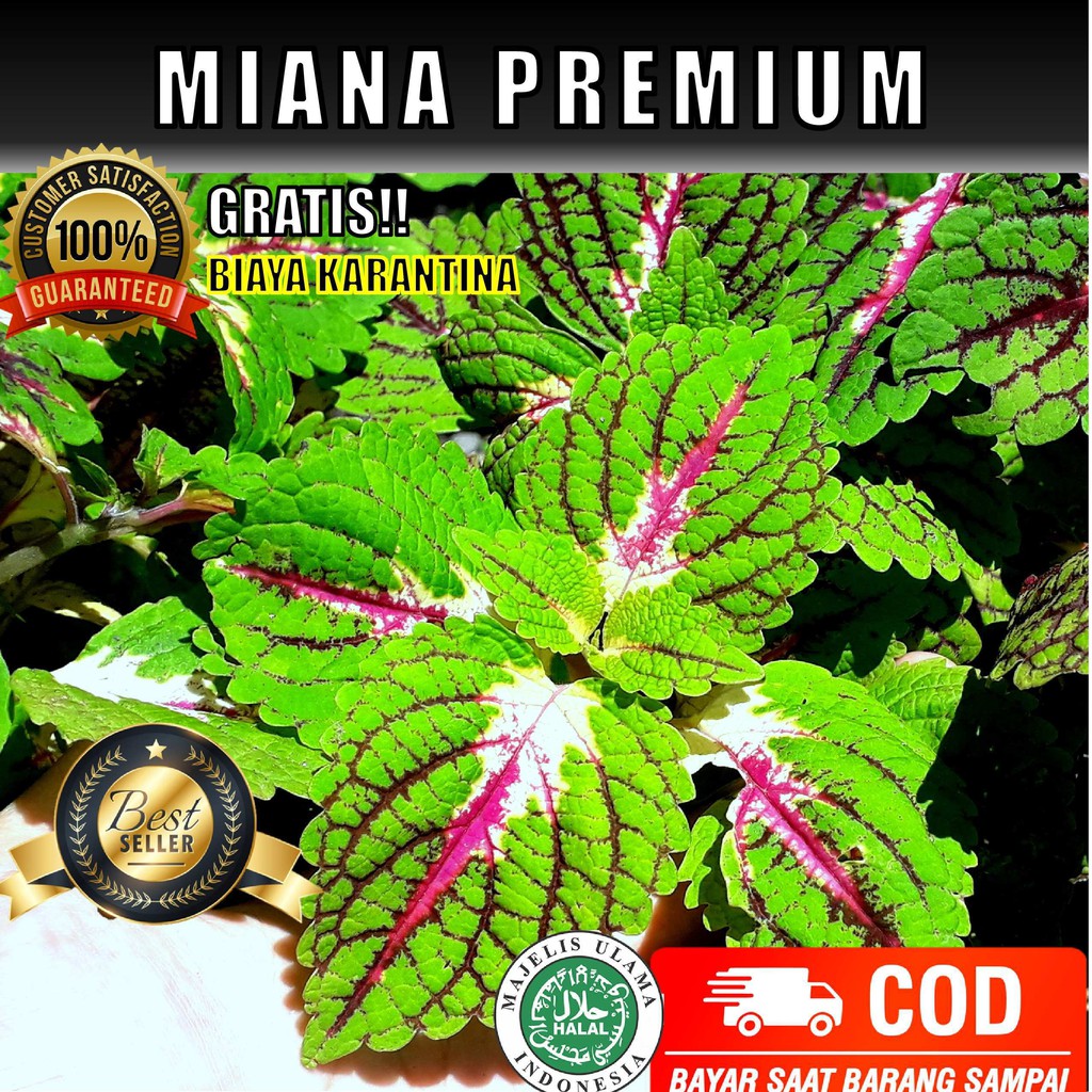 Jual MIANA STRAWBERRY - TANAMAN HIAS Miana Stek Batang Miyana Mayana ...