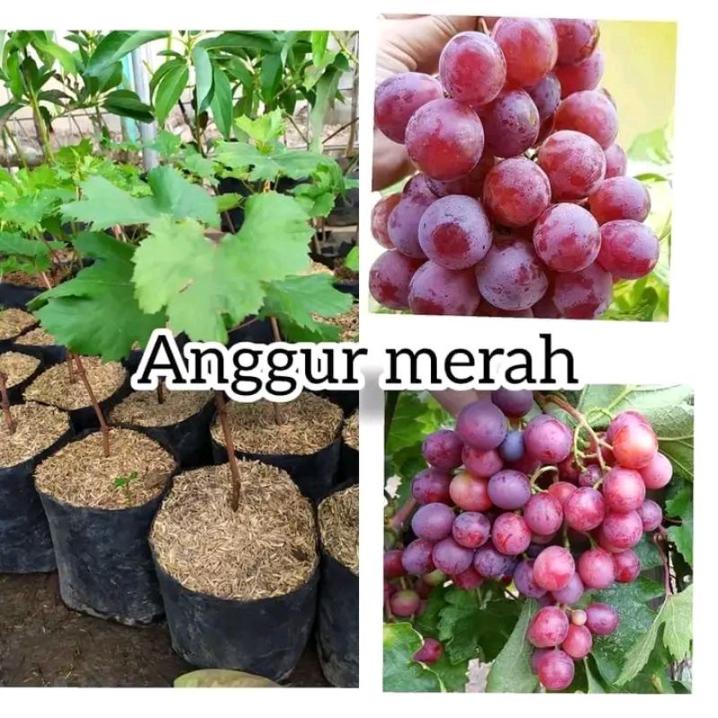 Jual angur merah | Shopee Indonesia