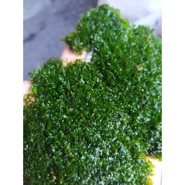 Jual moss ricardia , riacardia mos ukuran 10x10cm | Shopee Indonesia