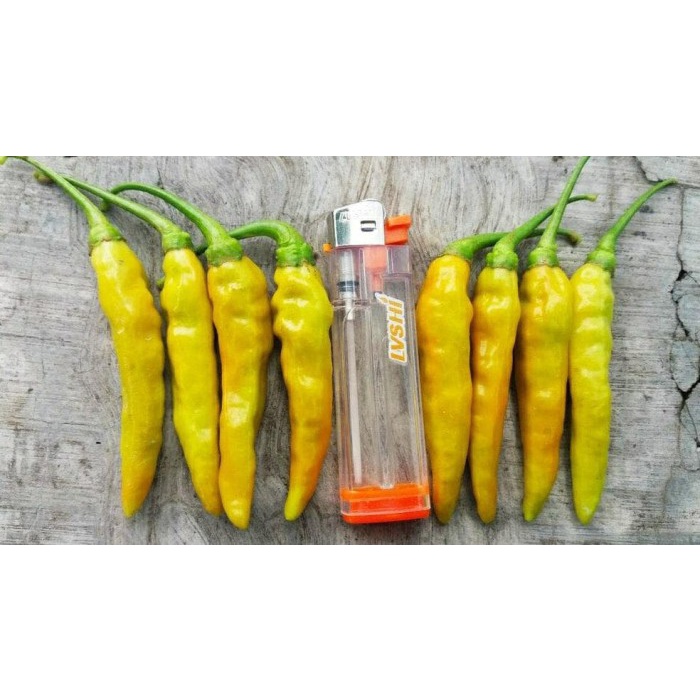 Jual isi paket: 8 Bibit Cabe Rawit VIRAL Buah Super Besar Benih Sayuran ...