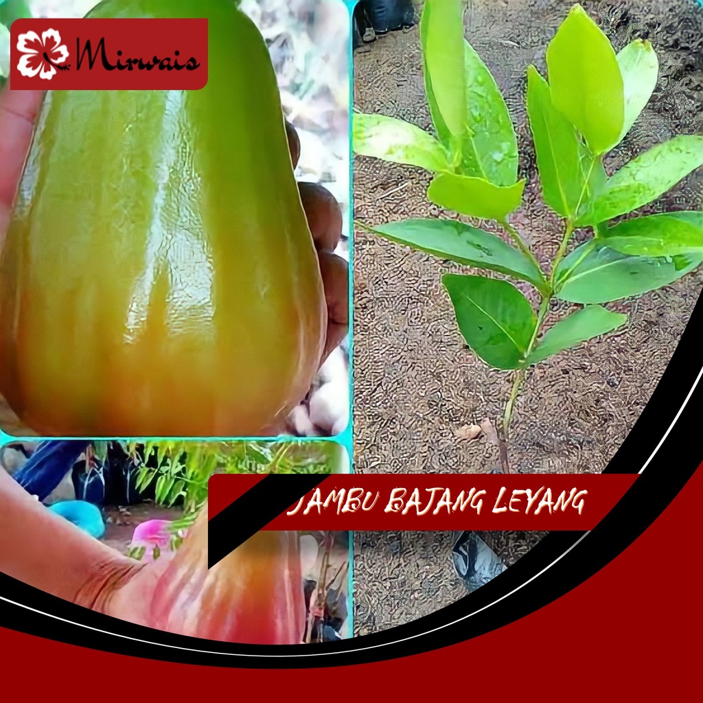 Jual Pohon Jambu Bajang Leyang - (Mirwais) | Shopee Indonesia