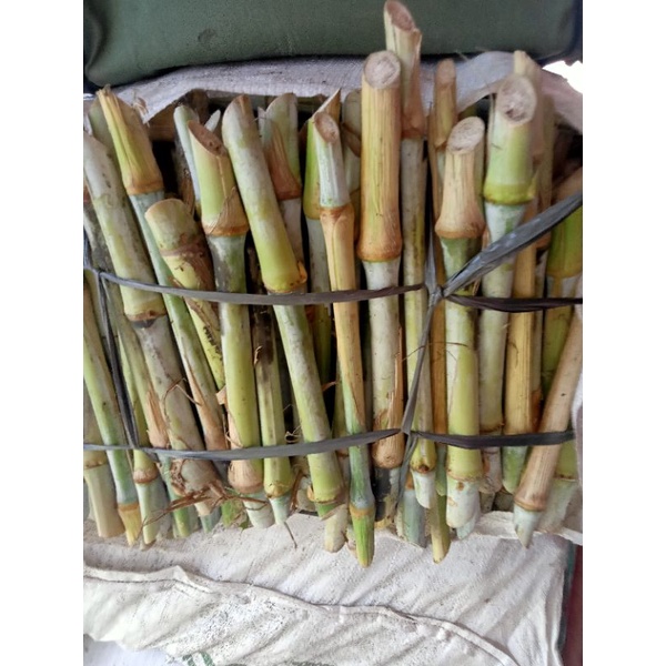 Jual BEST PROMO BIBIT RUMPUT PAKCONG SUPER .BIBIT RUMPUT PAKCONG ...