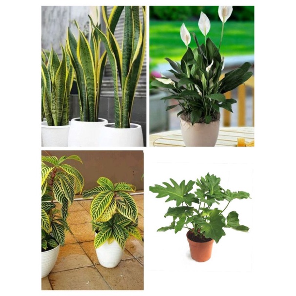 Jual (BISA COD) PAKET HEMAT 4 TANAMAN HIAS PEACE LILY MONSTERA JARI ...