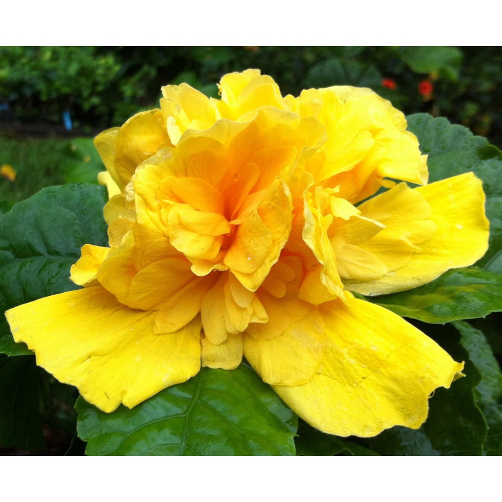 Jual tanaman hias hibiscus kuning tumpuk / bunga sepatu tumpuk / ribang ...