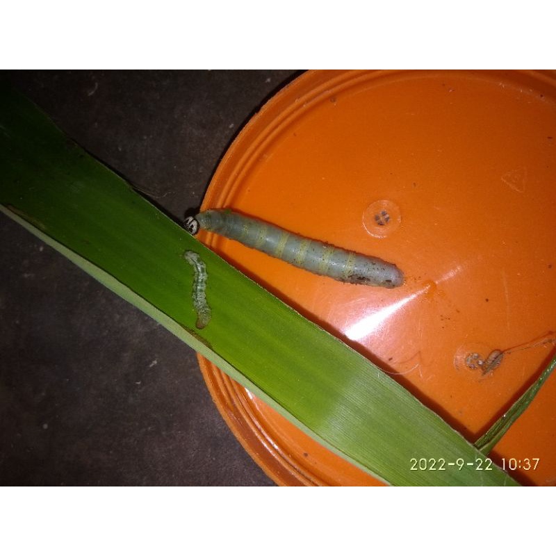Jual ulat daun bambu 1 cap isi 30 biji | Shopee Indonesia