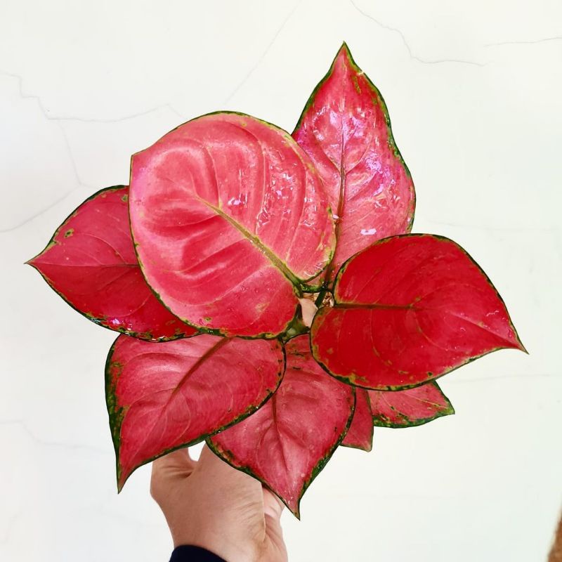 Jual Red Anjamani/Red Anja Aglonema/Tanaman Hias | Shopee Indonesia
