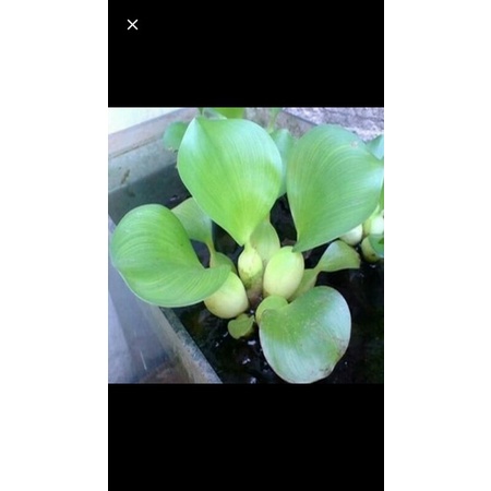 Jual Bibit tanaman bunga eceng gondok/tanaman air | Shopee Indonesia