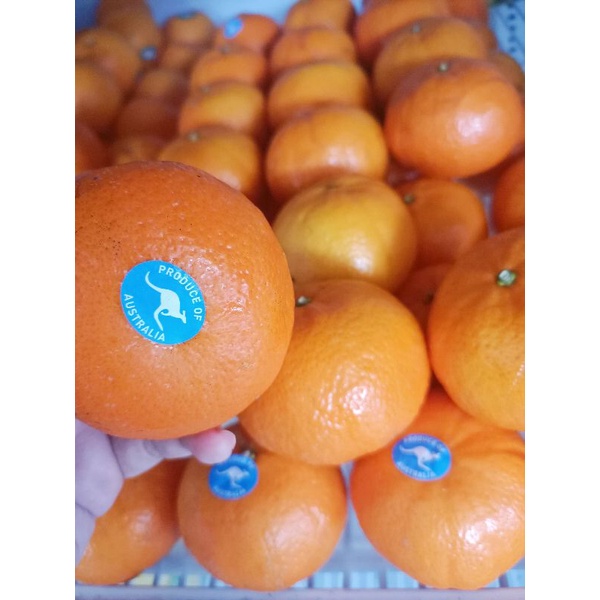 Jual Jeruk Wokam|| Jeruk Wogan || Honey Murcot || Ponkam || Sunkist ...