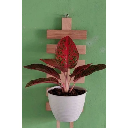 Jual Rak bunga kayu tempel pot/Tempat Bunga Dinding | Shopee Indonesia