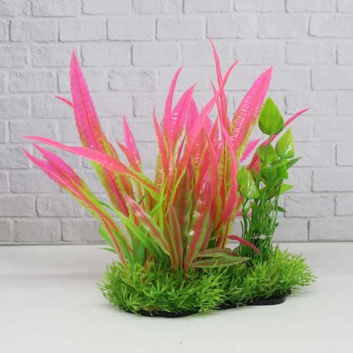 Jual Tanaman Aquarium Bunch plant M982 | Shopee Indonesia