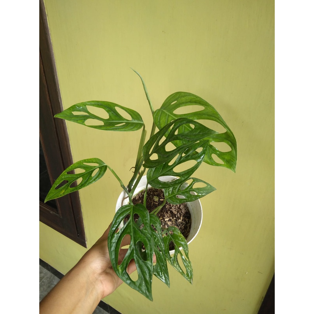 Jual Monstera Andasoni/Janda Bolong/Monstera Obliqua | Shopee Indonesia