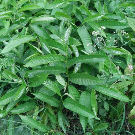 Jual Bibit Buah Mulwo Asli Bukan Surikaya Jumbo atau Patek Buah Mulwo ...