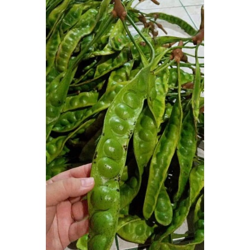 Jual Pete/Petai Biji Besar/Unggul Isi 5 Papan | Shopee Indonesia