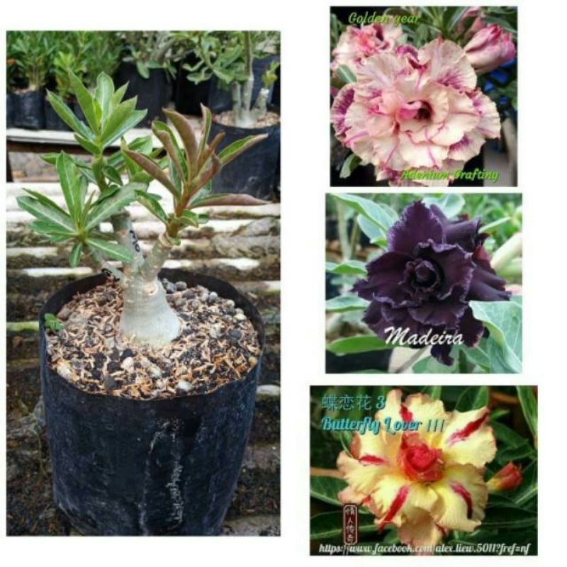 Jual Adenium Bunga Tumpuk Grafting 3 Warna Dalam 1 Pohon 3in1