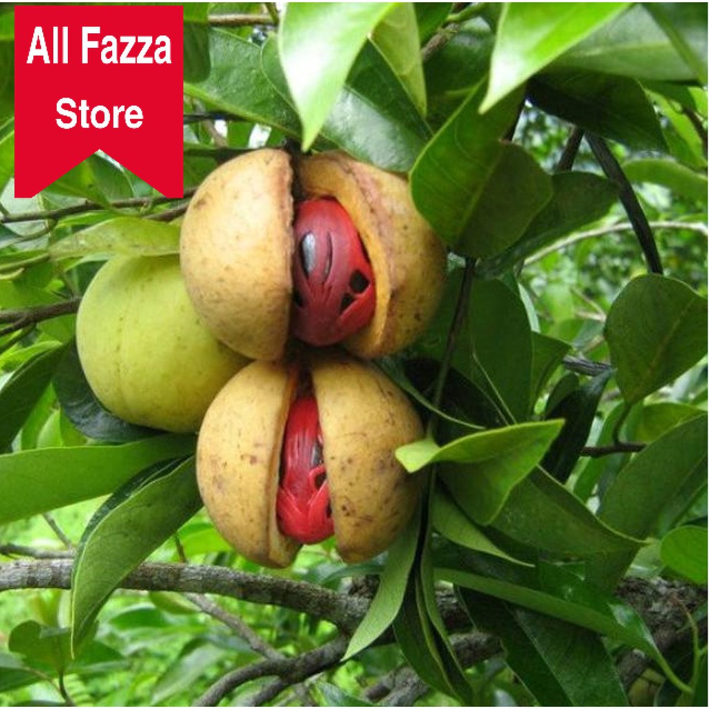 Jual buah pala | Shopee Indonesia