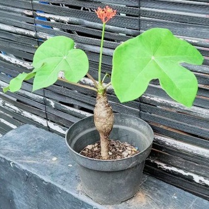 Jual Tanaman Hias Buddha Jarak Belly Botol Jarak Bali | Shopee Indonesia